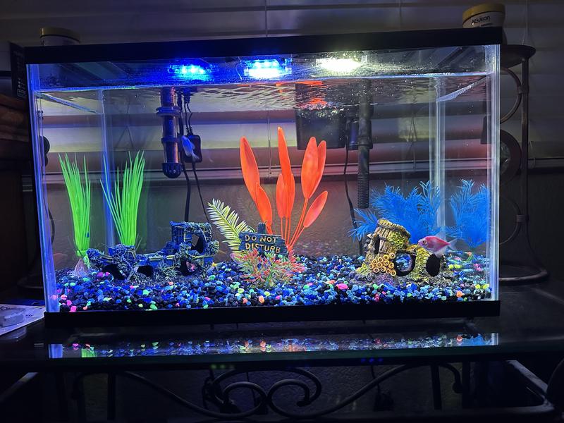 GLOFISH LED Lighting & Filter Aquarium Kit, 5-gal - Chewy.com