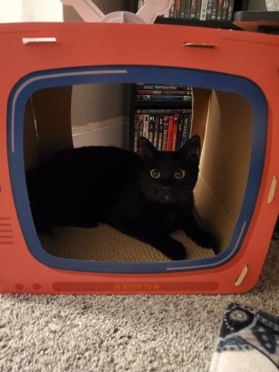 FRISCO TV Set Cardboard Cat House - Chewy.com