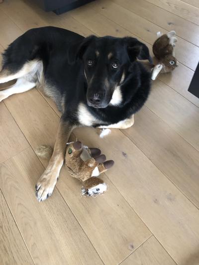 GODOG Wildlife Chew Guard Chipmunk Squeaky Plush Dog Toy, Large - Chewy.com