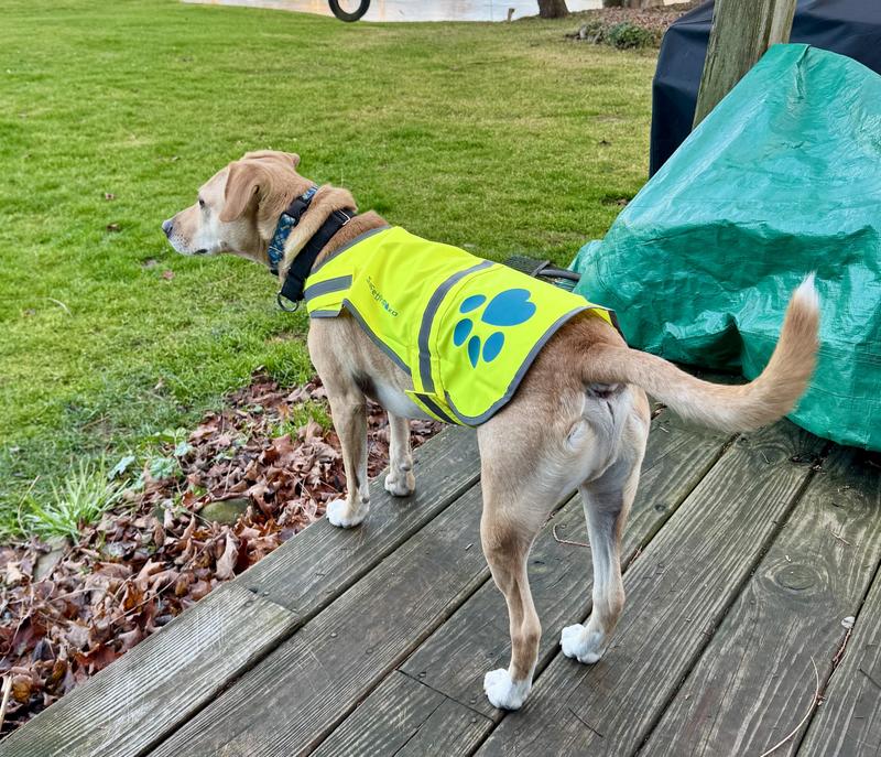 SAFETYPUP XD Urban Reflective Dog Vest, Yellow, Large - Chewy.com