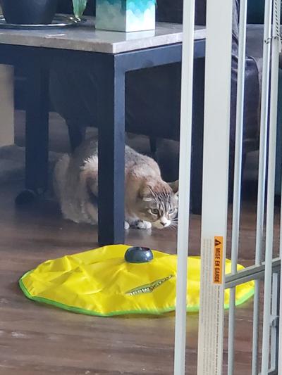 CAT'S MEOW Motorized Chaser Cat Toy - Chewy.com