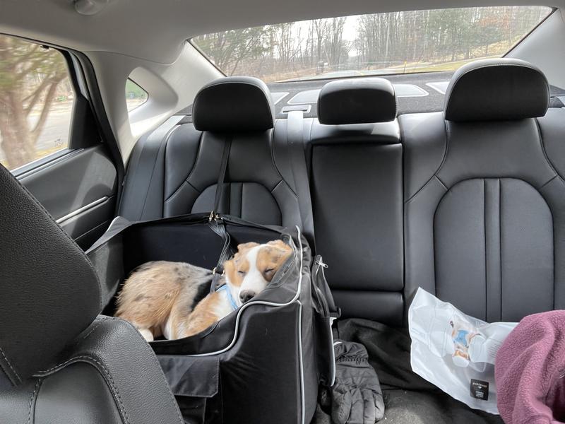 FRISCO Travel Dog Bucket Booster Seat, Black, Large - Chewy.com