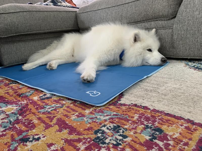 THE GREEN PET SHOP Cool Pet Pad, Large - Chewy.com