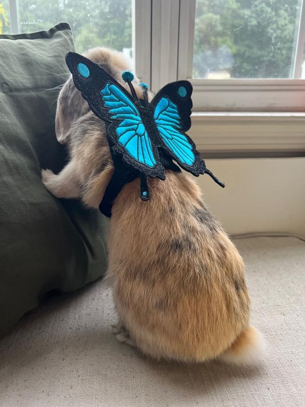 FRISCO Small Pet Butterfly Wings - Chewy.com