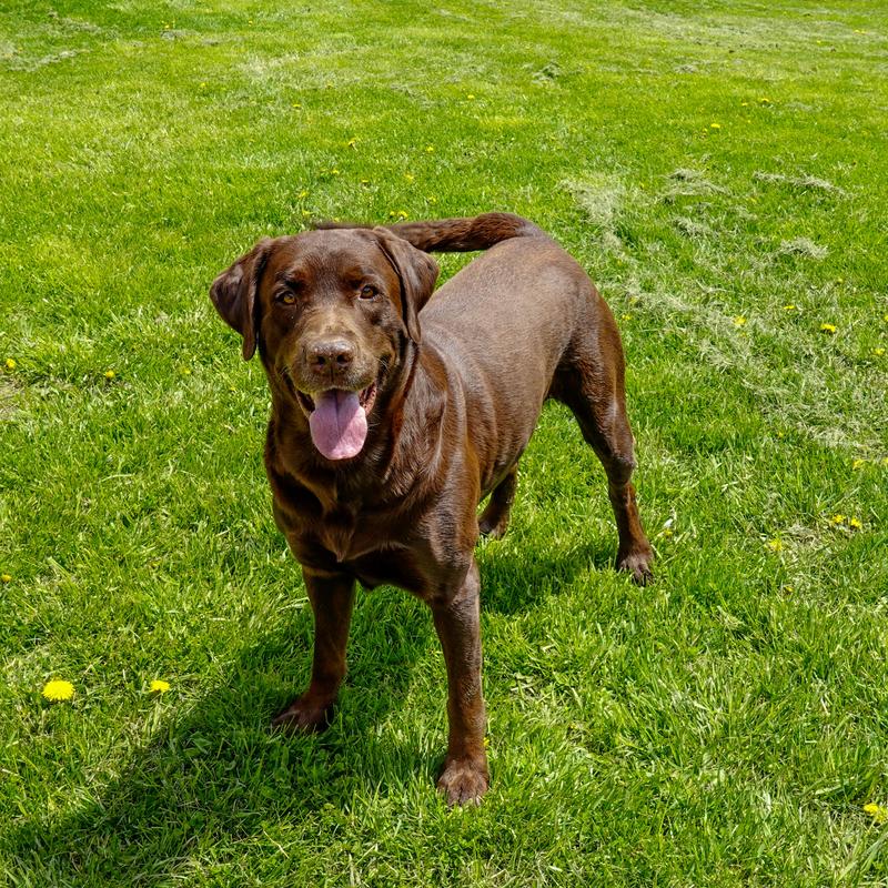 HYPERFLITE Pup Jawz Disc Dog Toy, Mango - Chewy.com