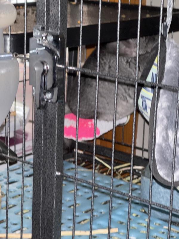 KAYTEE Lava Ledge Small Animal Toy, 5.8-in - Chewy.com