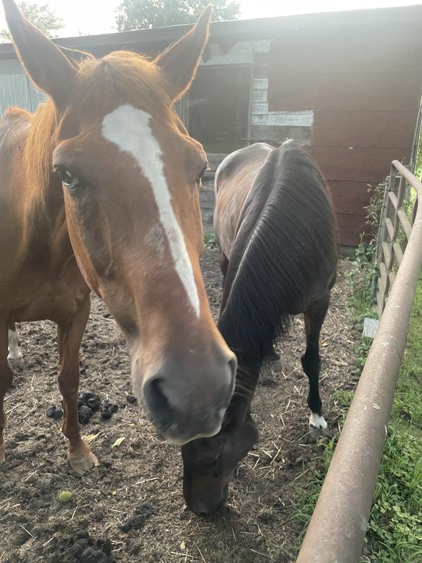 KEYFLOW USA Pink Mash Low Sugar & Low Starch Horse Feed, 33-lb bag ...