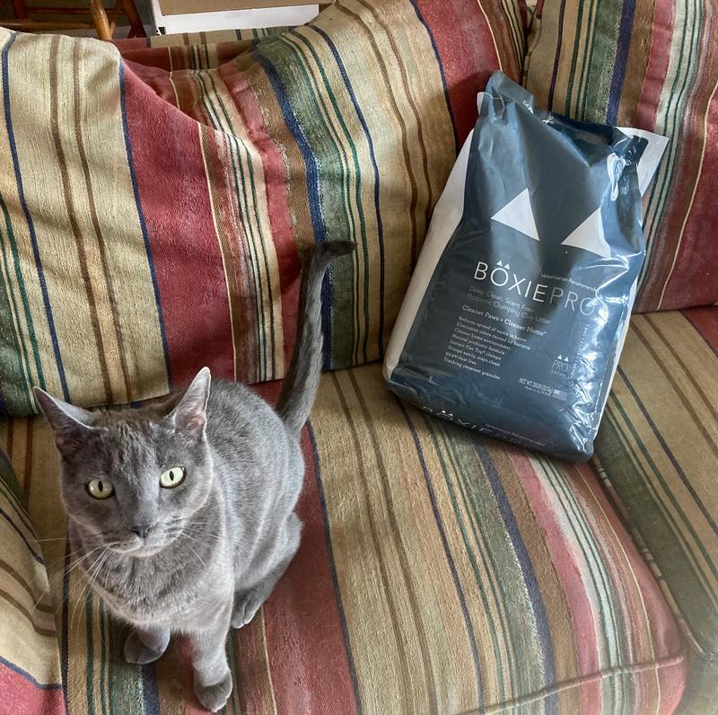 BOXIECAT Self-Cleaning Probiotic Clumping Clay Cat & Kitty Litter, 16 ...