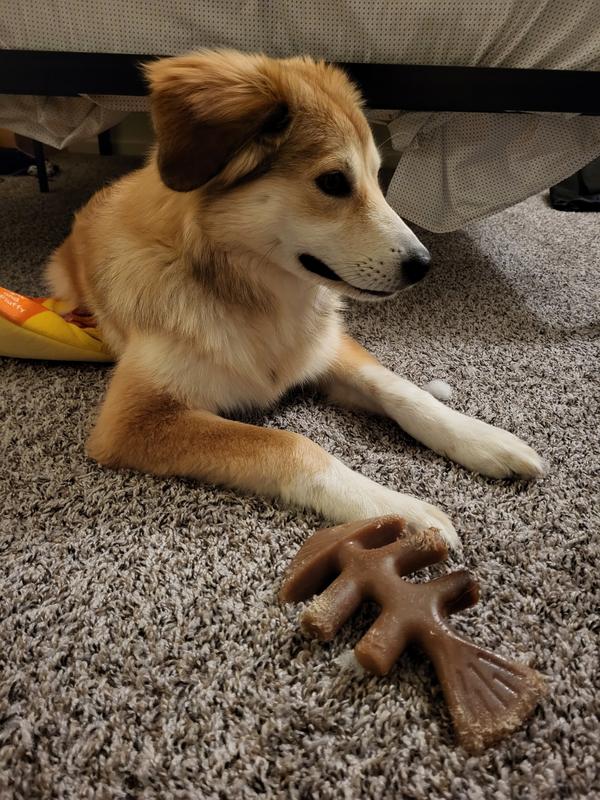 BENEBONE Fishbone Dog Chew Toy, Medium - Chewy.com