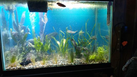 ACTIV-FLORA Planted Aquarium Substrate, Lake Gems, 20-lb bag - Chewy.com