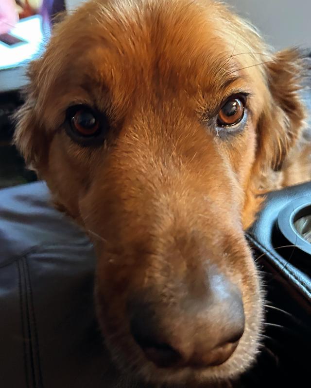 BUSY BONE Long-Lasting Real Meat Tiny Dog Treat, 60 count - Chewy.com