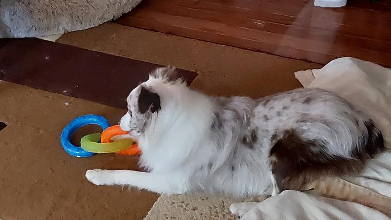 NERF DOG Tuff Tug 3 Ring Dog Toy, Large - Chewy.com