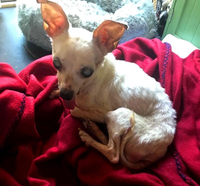 TOMLYN Nutri-Stat Gel High Calorie Supplement for Cats & Dogs, 4.25-oz ...