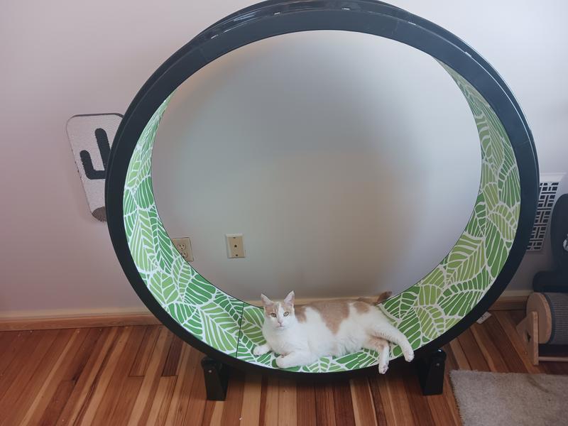 ONE FAST CAT Gen 7 Cat Exercise Wheel, Black with Black Felt Pads ...