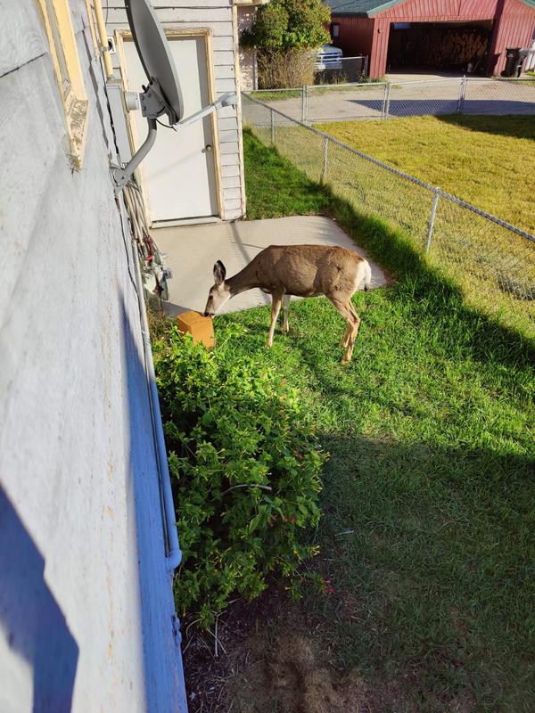 KALMBACH FEEDS Wild Berry Flavored Deer Block, 30-lb block - Chewy.com