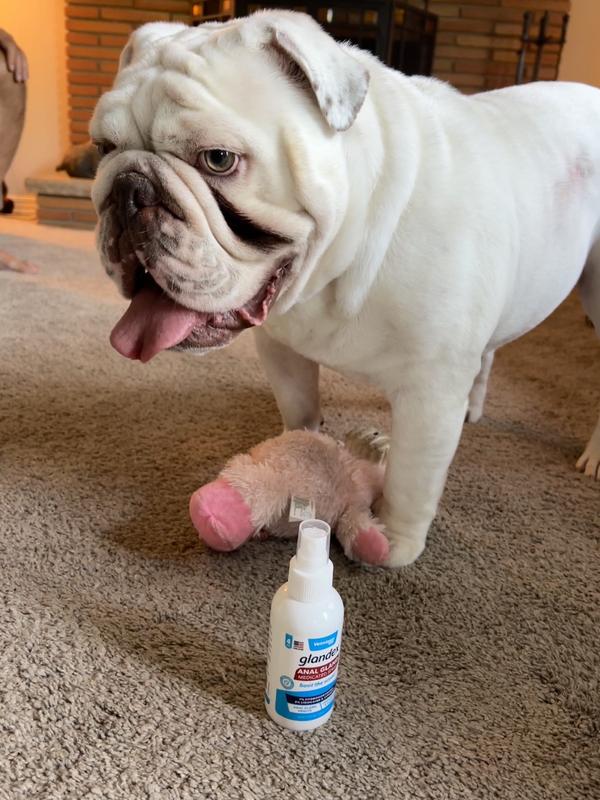 VETNIQUE LABS Glandex Anal Gland Medicated Anti Itch Spray for Dogs ...