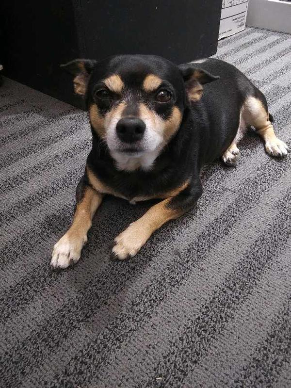 DISNEY Pumbaa Hide & Seek Puzzle Plush Squeaky Dog Toy, Small/Medium ...