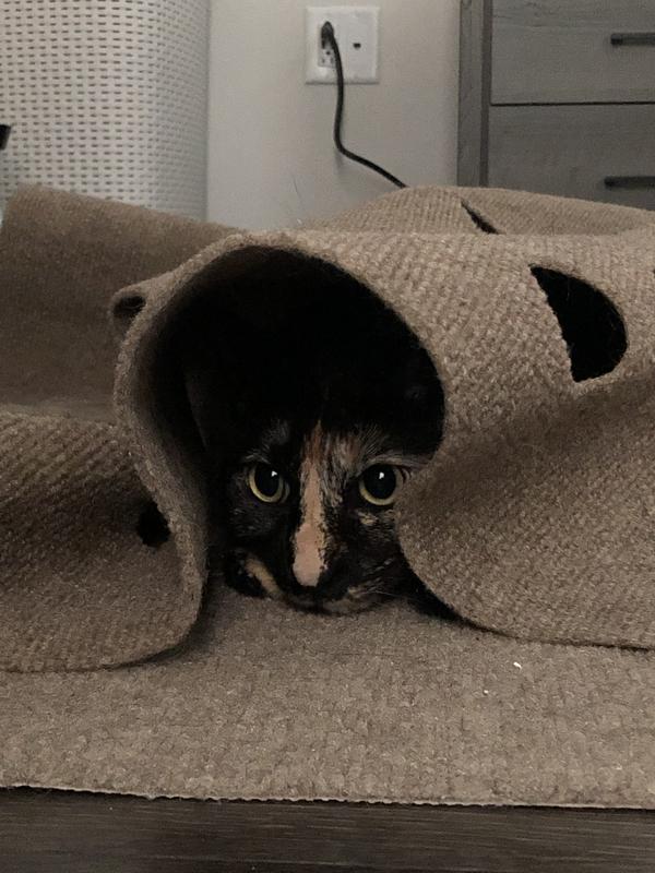 SNUGGLYCAT Ripple Rug Cat Activity Play Mat - Chewy.com