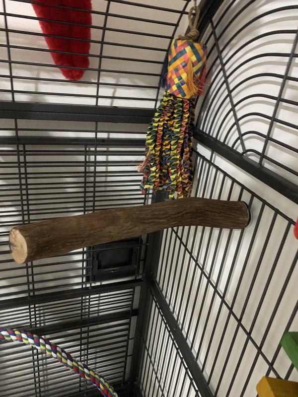 POLLY'S PET PRODUCTS Hardwood Bird Perch, Small - Chewy.com