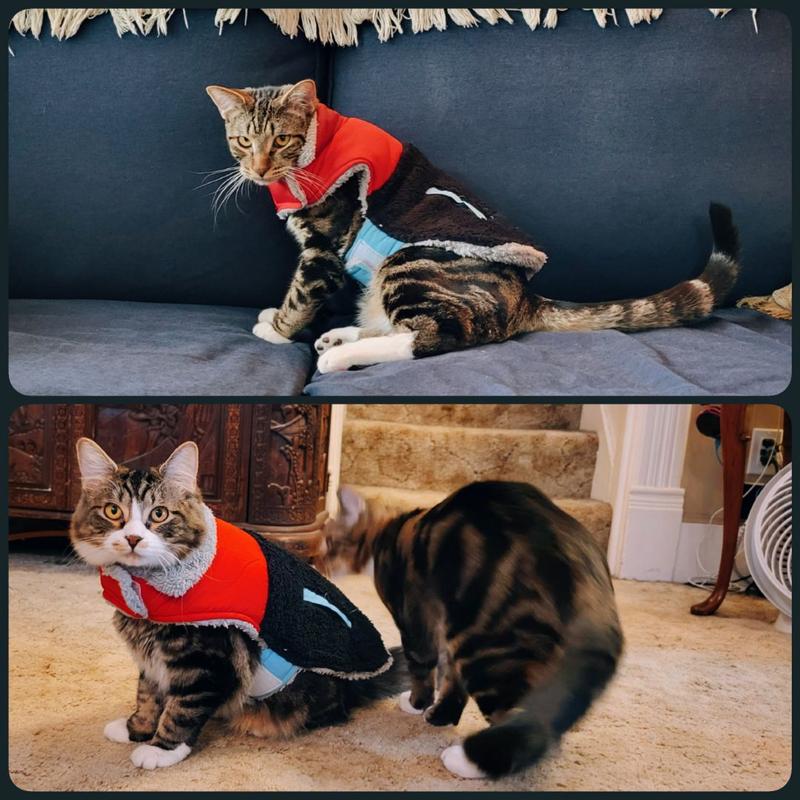 FRISCO Medium Weight Retro Colorblock Mixed Media Dog & Cat Coat, Cream ...