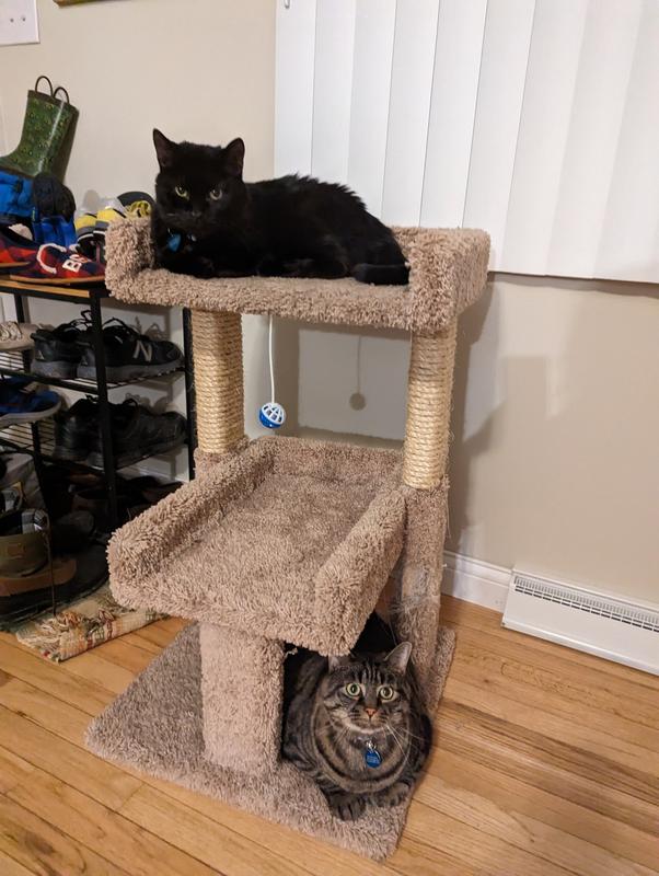 FRISCO 32-in Real Carpet Wooden Cat Tree with Toy, Beige - Chewy.com