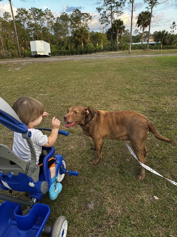 THYRO-TABS (Levothyroxine Sodium) Tablets, 0.1-mg - Easy Refills | Chewy Rx