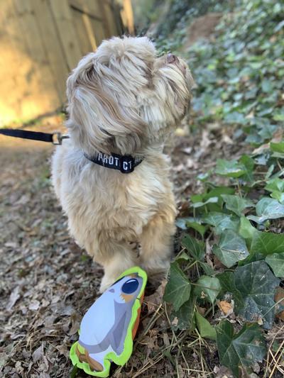 Discontinued - BUCKLE-DOWN Star Wars Porg Squeaky Plush Dog Toy - Chewy.com