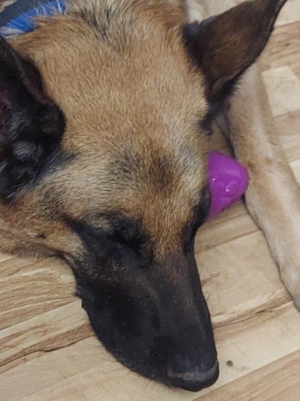 MULTIPET Lobberz Fish Squeaky Dog Toy, Color Varies - Chewy.com