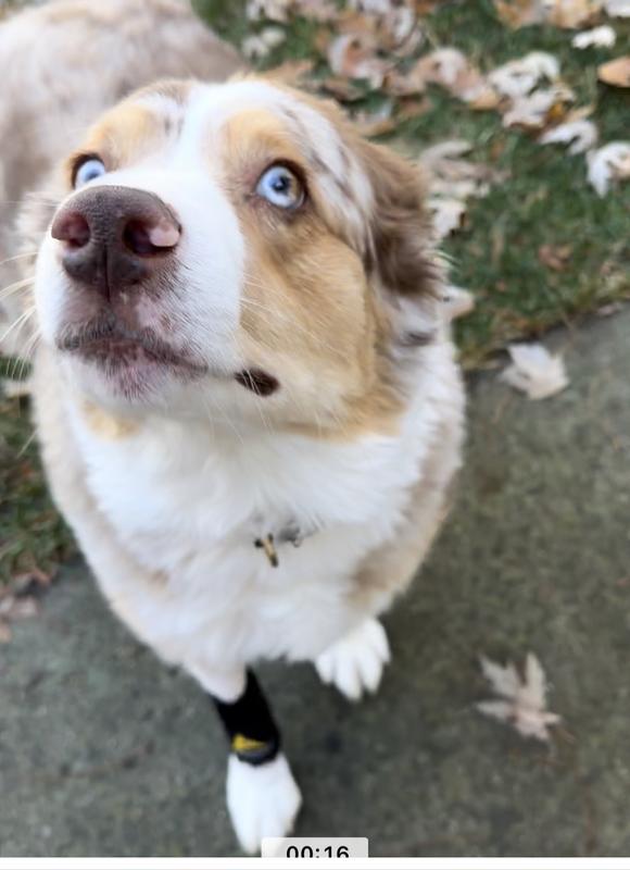 AGON Front Leg Brace & Wound Protection Paw Compression & Wrap for Dogs ...