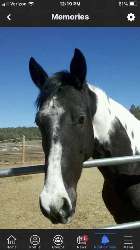 EQUIOXX (Firocoxib) Tablets for Horses, 57 mg, 1 tablet - Chewy.com