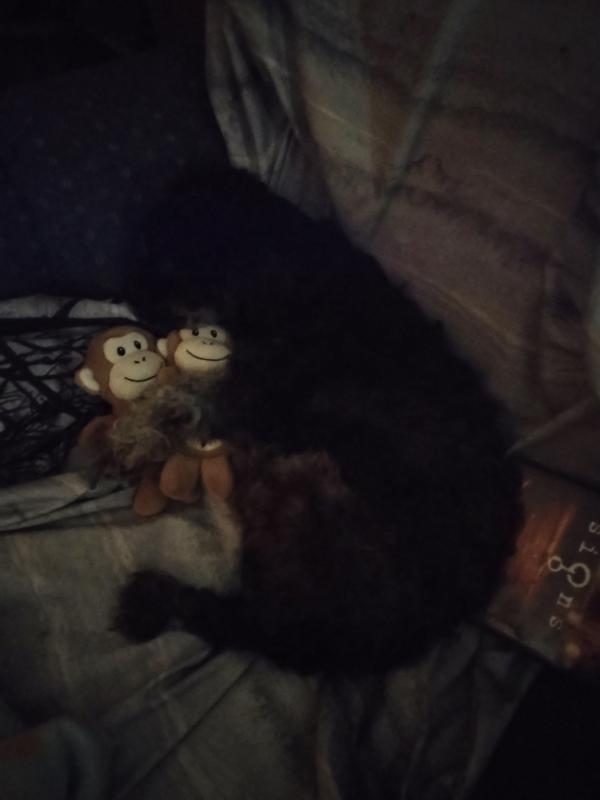 Discontinued - FRISCO Monkeys in Tree Hide & Seek Puzzle Plush Squeaky ...