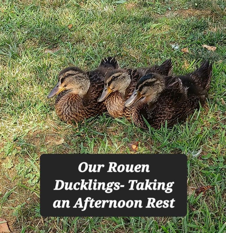 HUDSON FEEDS 18% Multi-Flock Grower/Finisher Complete Poultry Feed, 50 ...