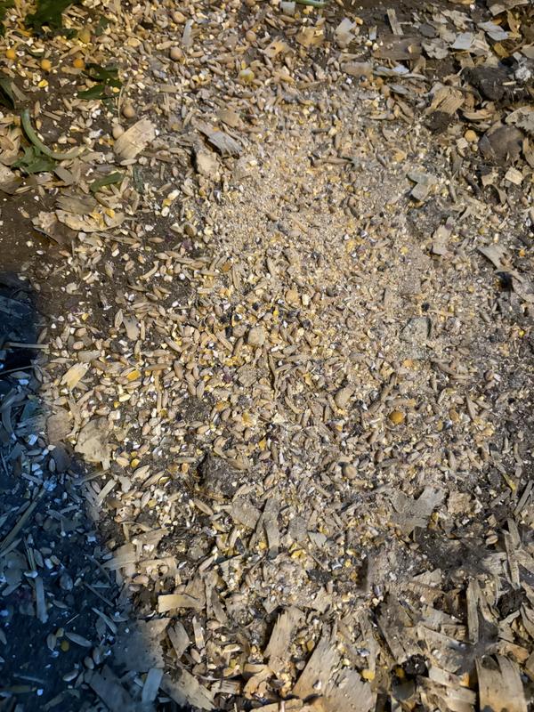 HEN UP Scratch Grains Organic Non-GMO 10% Protein Chicken Feed, 25-lb ...