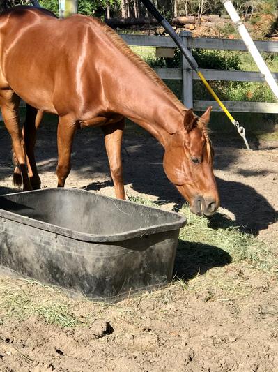 GRAND MEADOWS Grand Coat Nutritional Powder Horse Supplement, 5-lb tub ...