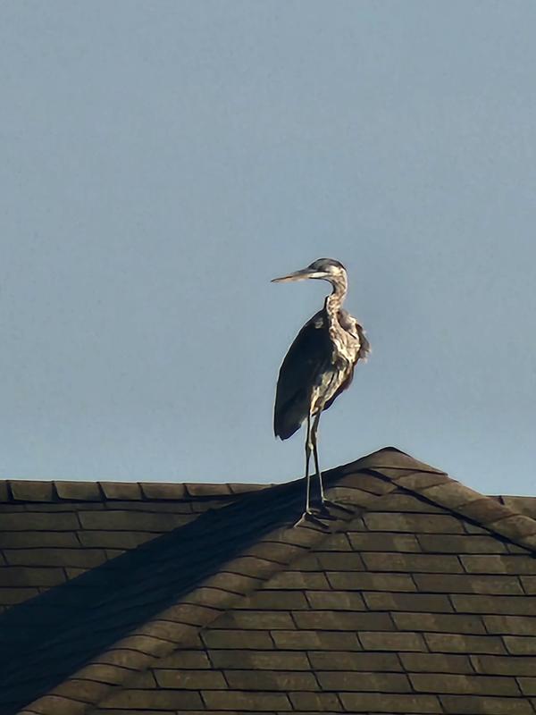 BROWN'S Bird Lover's Blend Duck & Goose Food, 7-lb bag, bundle of 4 ...