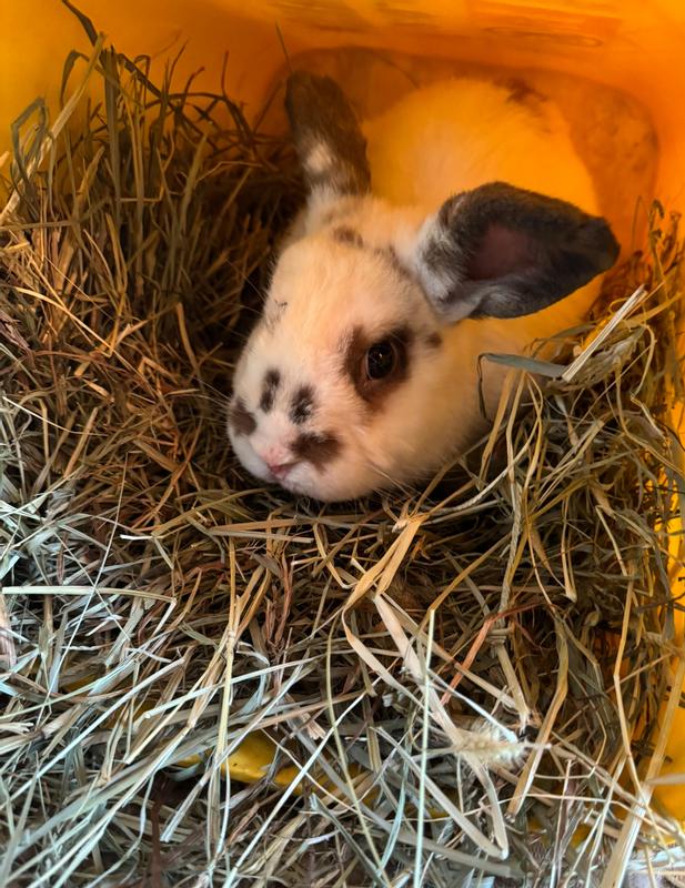 KENT / BLUE SEAL Home Fresh Pro Hutch 16 Pellet Rabbit Food, 25-lb bag ...