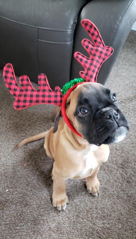 VICTOR Purpose Performance Formula Dry Dog Food, 40-lb bag - Chewy.com