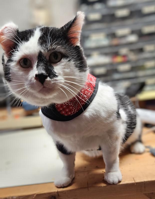 KITTY HOLSTER Cat Harness, Hunter Green, X-Large - Chewy.com