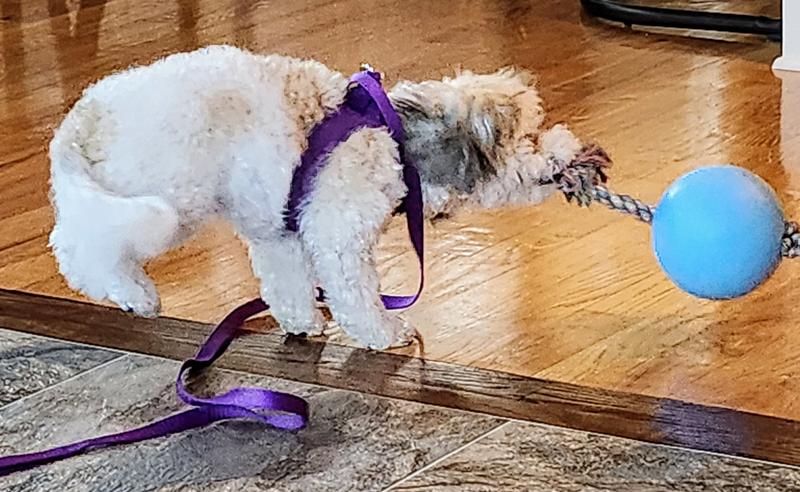 JOLLY PETS Romp-n-Roll Dog Toy, Blueberry, 8-in - Chewy.com