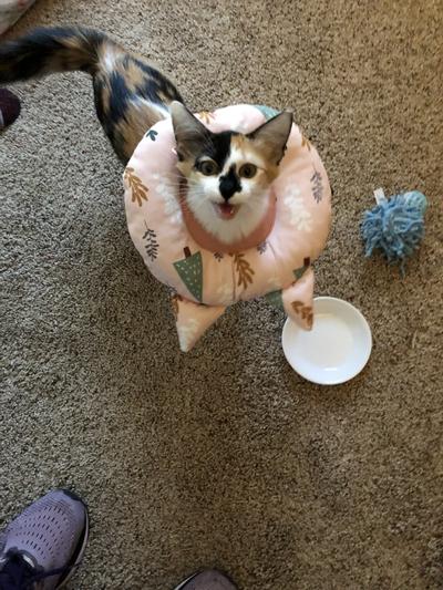 TOUCHCAT Ringlet Licking & Scratching Adjustable Pillow Cat Neck ...