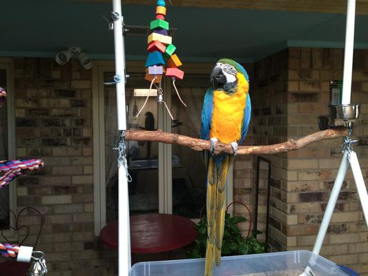 KAYTEE Fiesta Big Bites Macaw Food, 10-lb bag - Chewy.com