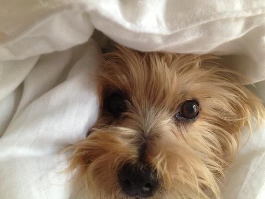 CANINE CRAVERS Crispy Cod Skins Dehydrated Dog Treats, 4-oz pouch ...