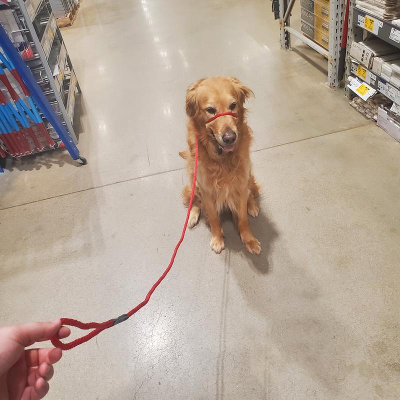 HEATHER'S HEROES The Sidekick Transitional Dog Training Leash, Blue ...