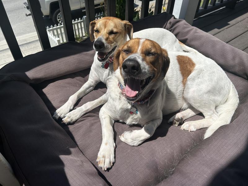 PURINA PRO PLAN VETERINARY DIETS Gentle Snackers Dog Treats, 8-oz pouch ...