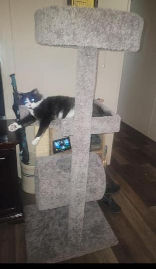 FRISCO 37-in Real Carpet Cat Tree with Condo, Grey - Chewy.com