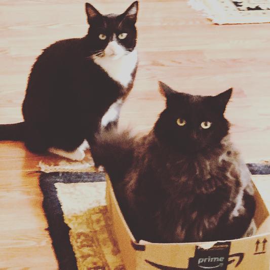 PET ACOUSTICS Pet Tunes Calming Music Cat Speaker - Chewy.com