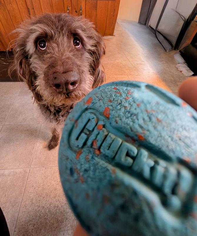 CHUCKIT! Rebounce Ball Twin Pack Dog Toy, Color Varies, Medium - Chewy.com