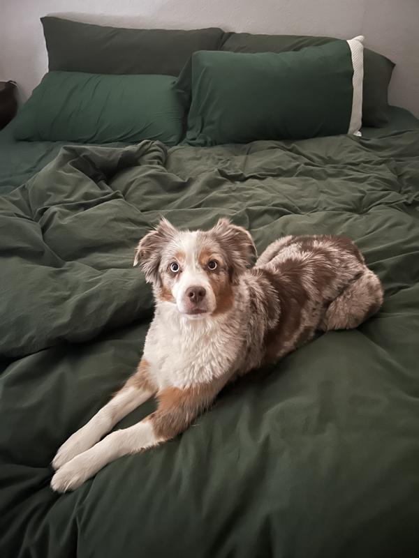 INCURIN (Estriol) Tablets for Dogs, 1-mg - Easy Refills | Chewy Rx