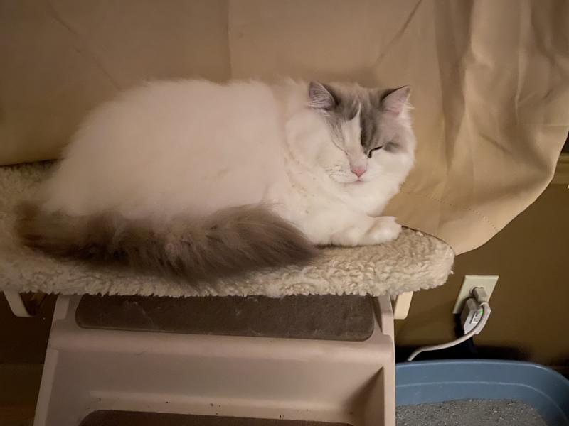 Temporarily Unavailable - PREVUE PET PRODUCTS Tabby Napper Cat Window ...