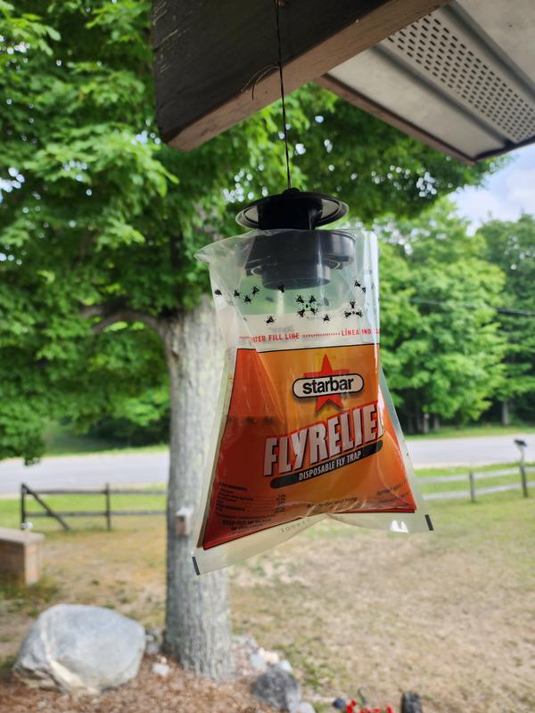 STARBAR Fly Relief Disposable Fly Trap - Chewy.com